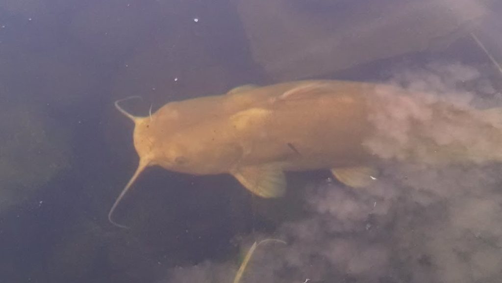 albino catfish – Pondman